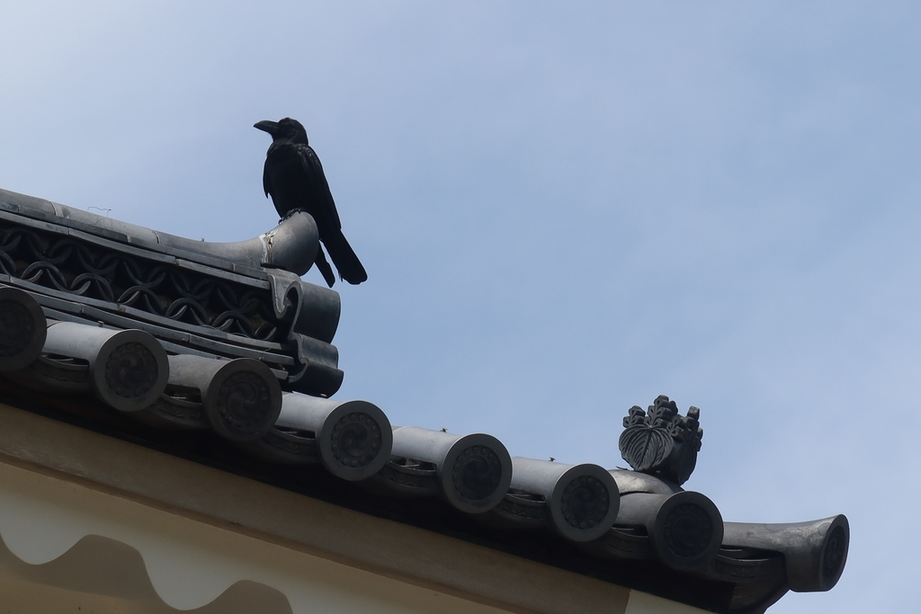 Japanese Crow from Osaka, Osaka, Japan on May 3, 2023 at 12:12 PM by ...