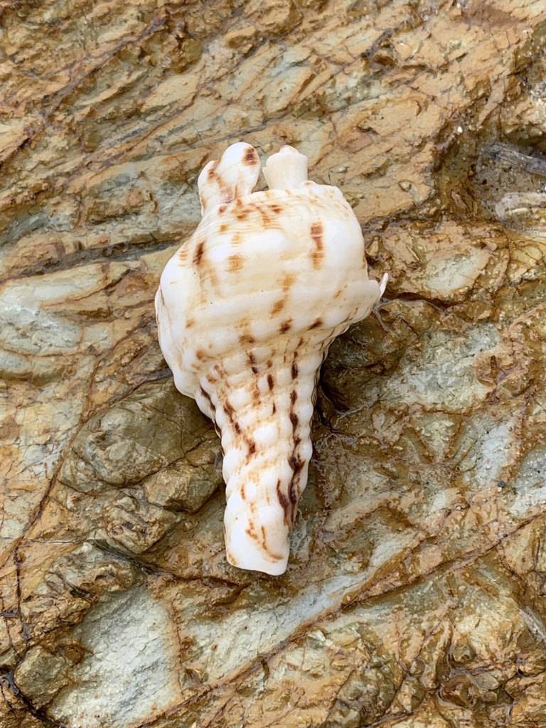 Nicobar spindle from Yuraygir National Park, Minnie Water, NSW, AU on ...