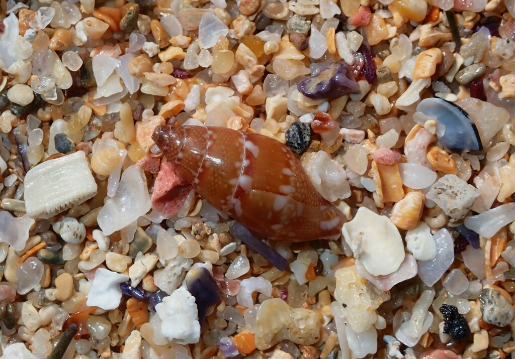 Mitrella bicincta from Central Coast NSW, Australia on October 13, 2023 at 03:34 PM by Adrian ...