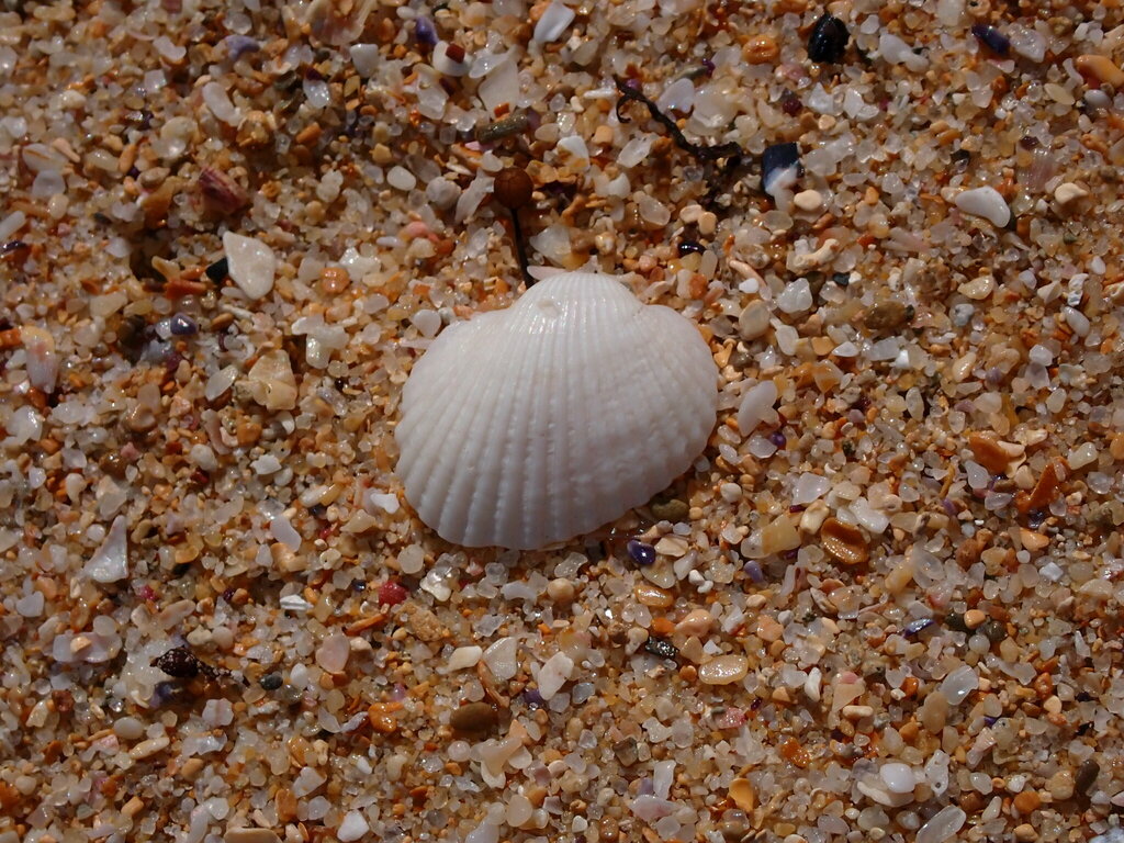 Sydney Cockle from Central Coast Council, NSW, Australia on October 13 ...