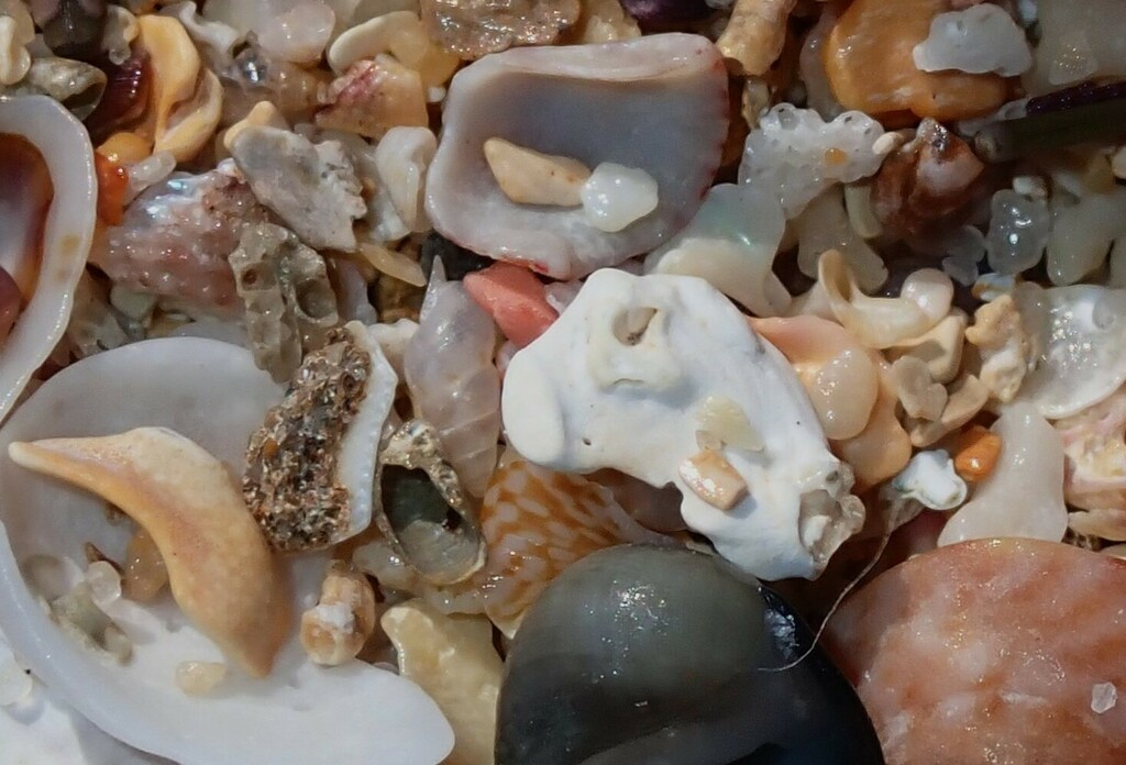 Gastropods from Central Coast Council, NSW, Australia on October 13 ...