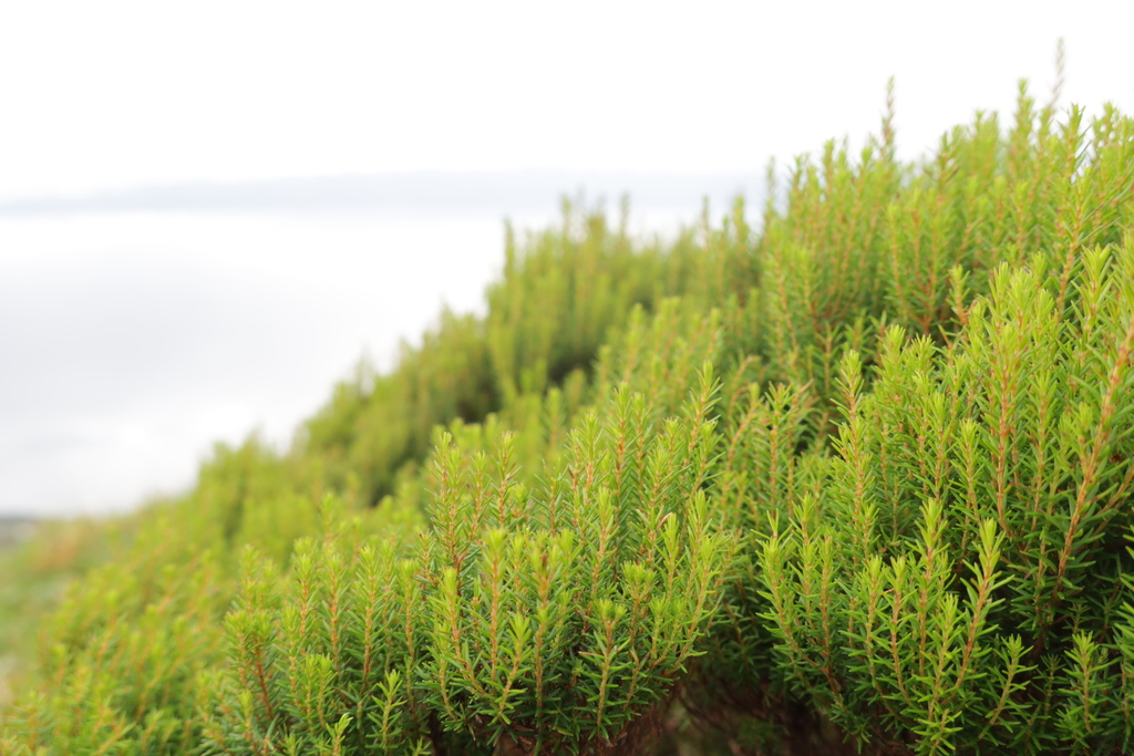 Azorean Heather from Velas, 9800, Portugalia on December 09, 2021 at 01 ...