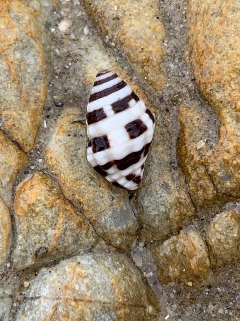 Engina zonalis from Yuraygir National Park, Minnie Water, NSW, AU on ...