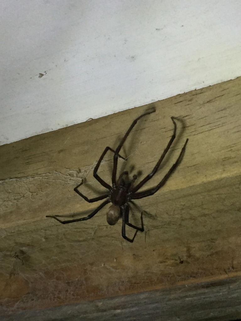 Bush Spider from Auckland, New Zealand on October 18, 2023 at 10:39 PM ...