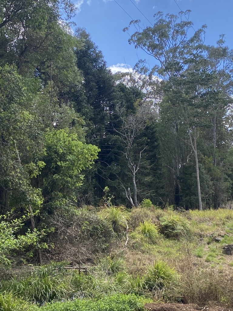 Bunya Pine from Gympie-Kin Kin Rd, Wolvi, QLD, AU on October 18, 2023 ...