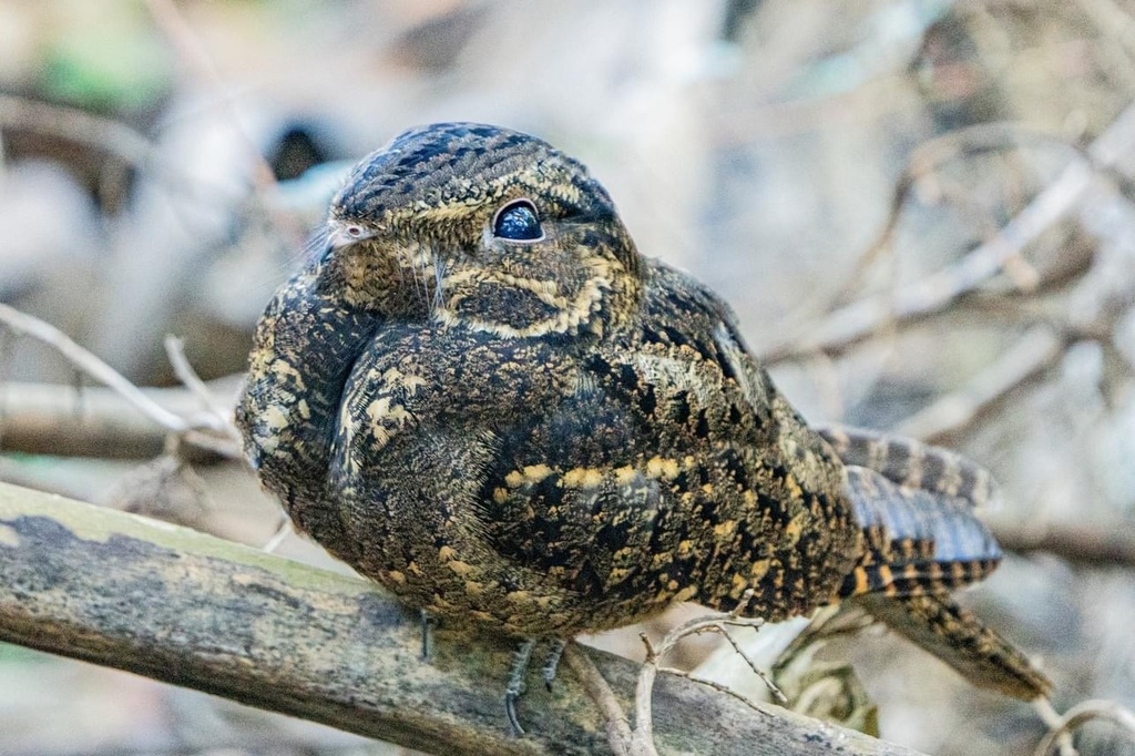 Chuck-will's-widow from Hagen Ranch Rd, Boynton Beach, FL, US on ...