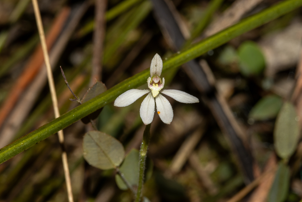white fingers from Langkoop VIC 3318, Australia on October 18, 2023 at ...