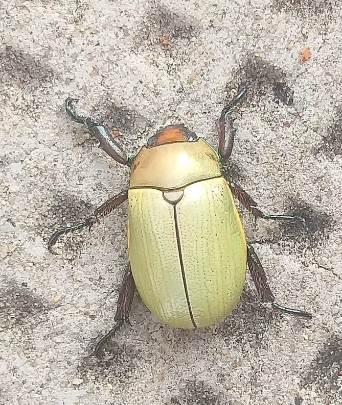 Precious Metal Scarabs from São Lourenço, MG, 37470-000, Brasil on ...