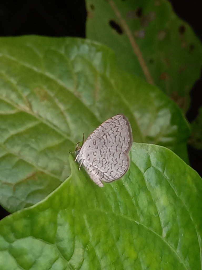 Apefly from Sch of ADM, Singapore on October 18, 2023 at 09:37 AM by ...