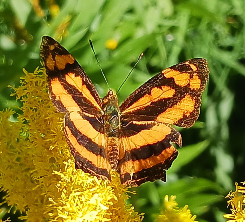 Common Jester from Kausani, District Almora, Uttarakhand 263639, India ...