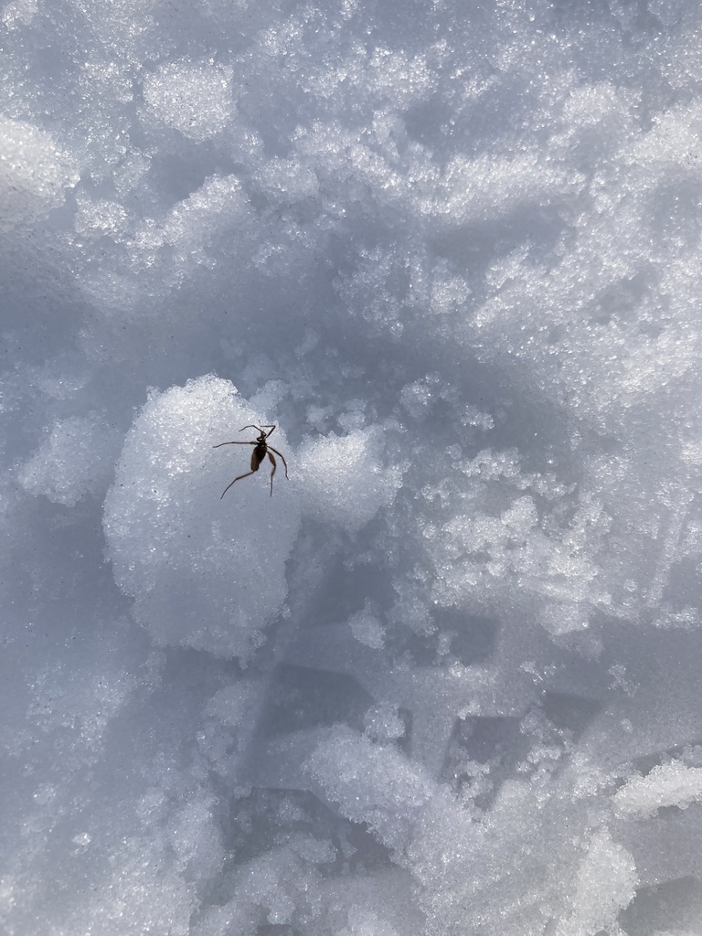 Snow Flies from Daisetsuzan National Park, Higashikawa, Kamikawa-Gun ...