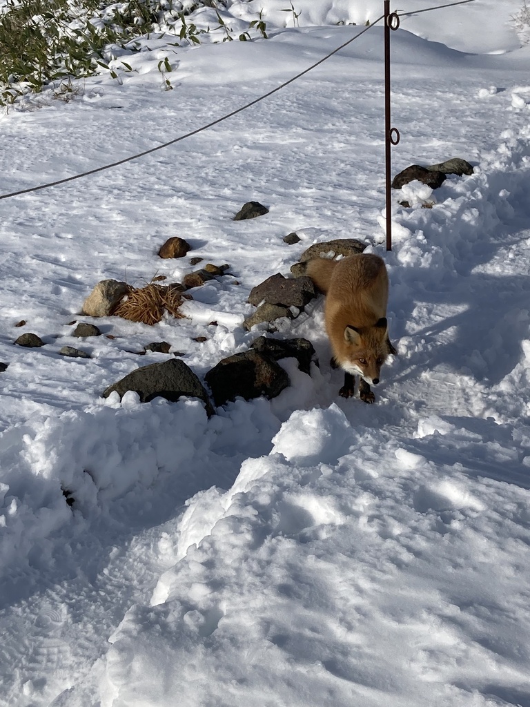 Ezo Red Fox from Daisetsuzan National Park, Higashikawa, Kamikawa-Gun ...