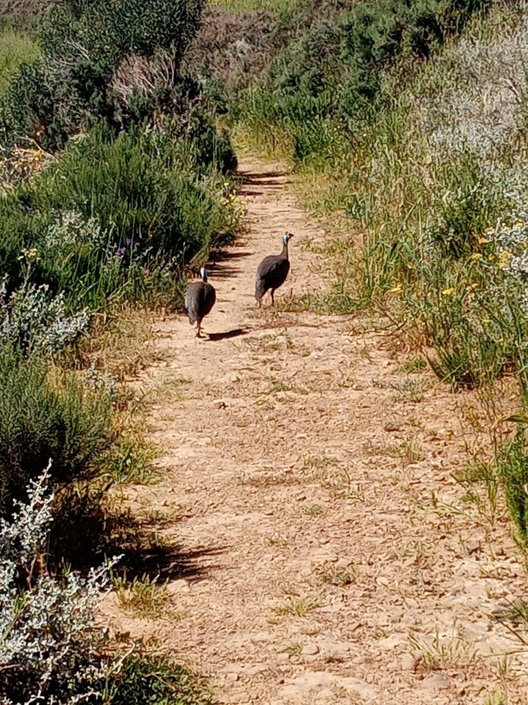 Landfowl from Bellville, Cape Town, South Africa by Raees Gamieldien ...