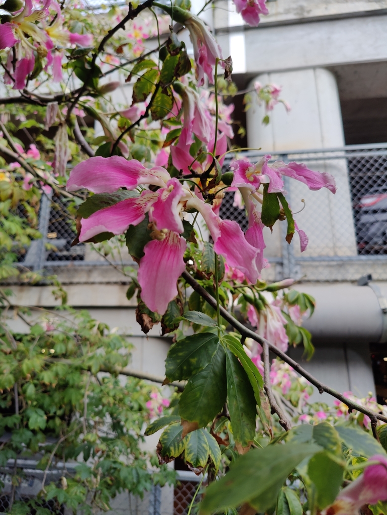 Silk floss tree from Location de Voitures, 06281 Nice, Francia on ...