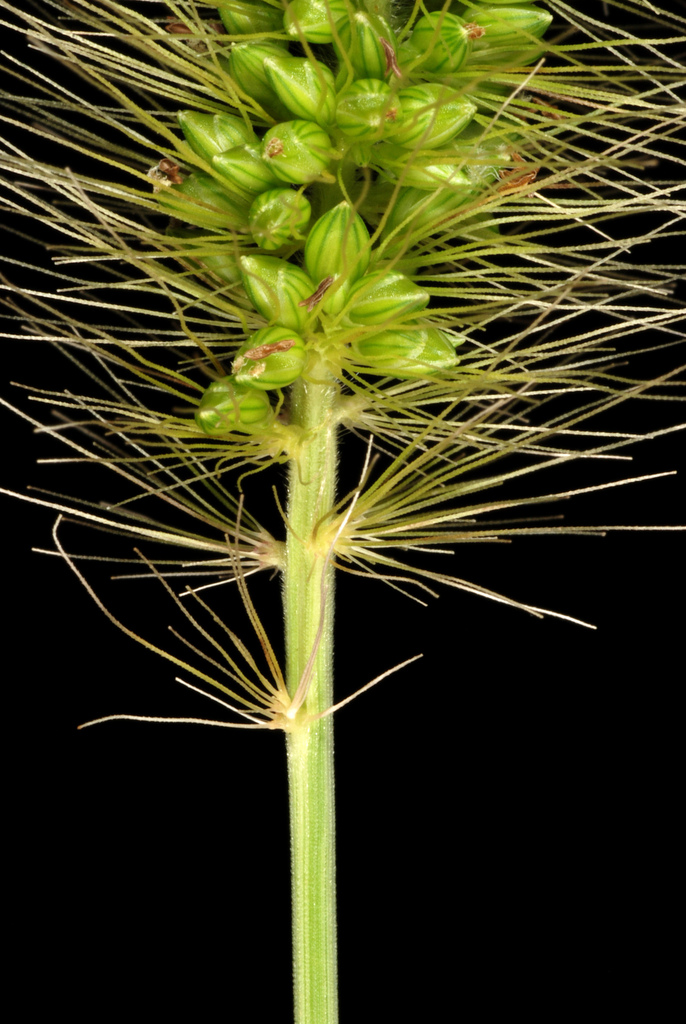 giant foxtail from College Park, MD, USA on August 15, 2014 at 07:34 PM ...