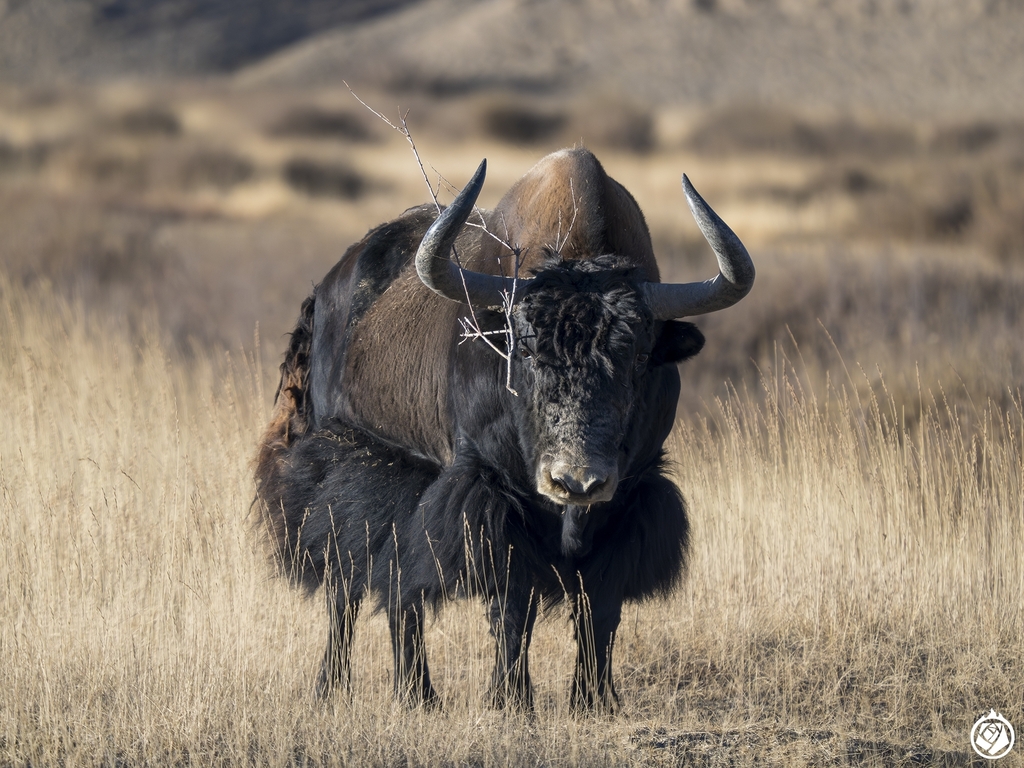 Wild Yak (Bos mutus) - Know Your Mammals