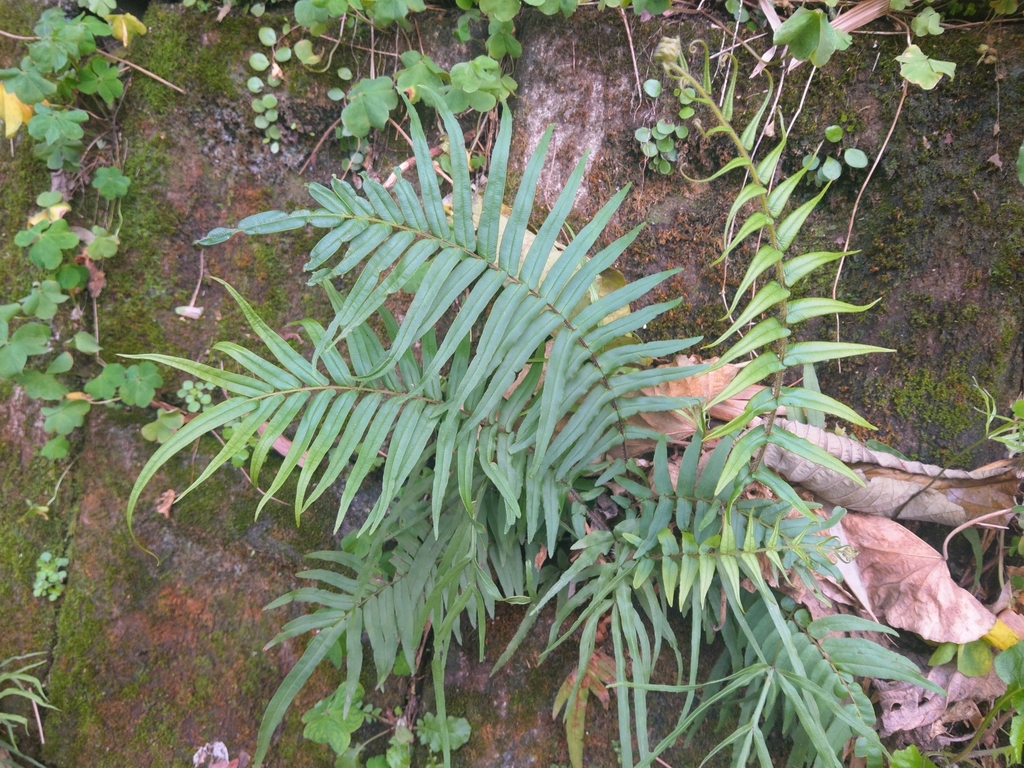 ladder fern from 115台灣台北市南港區忠孝東路七段518號9樓號 on March 15, 2019 at 05:34 PM ...