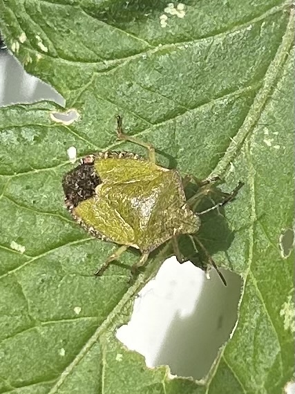 Green Shield Bug from Eglingham Way, Morpeth, England, GB on October 18 ...