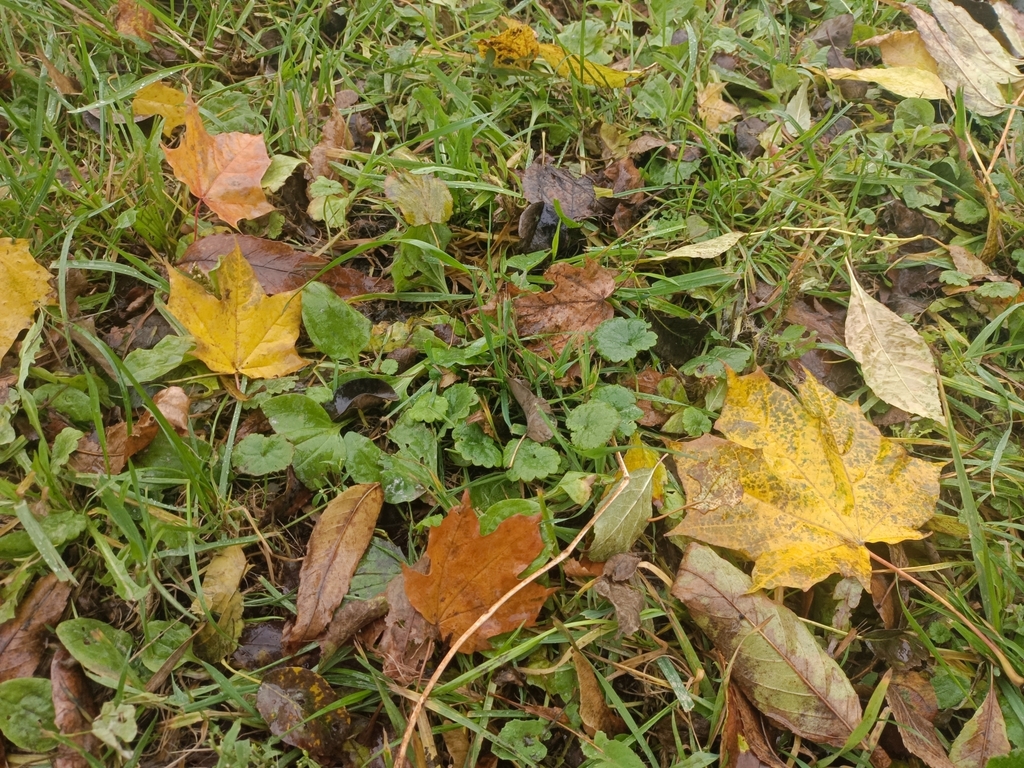 ground-ivy from Western, Moscow City, RU on October 18, 2023 at 03:26 ...
