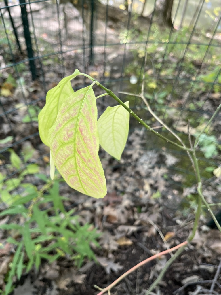 wahoo from LaBagh Woods, Chicago, IL, US on October 17, 2023 at 01:20 ...