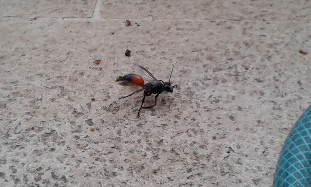 Ants, Bees, Wasps, and Sawflies from 21318, Mimice, Croatia on July 16 ...
