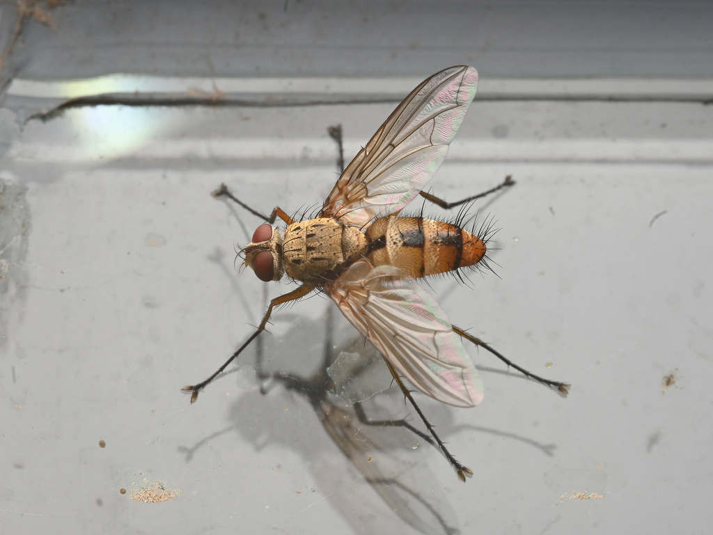 Dexia ventralis from 中国北京市海淀区 on September 16, 2023 at 10:07 PM by ...