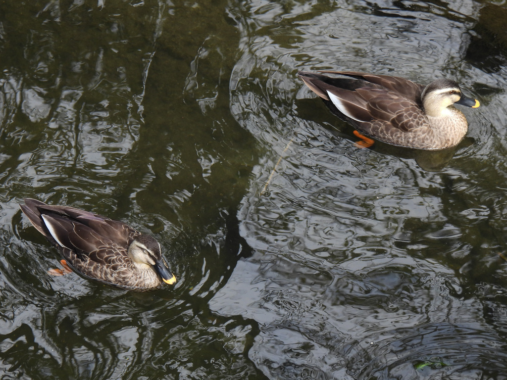Eastern Spot-billed Duck from Soshigaya, Setagaya City, Tokyo 157-0072 ...
