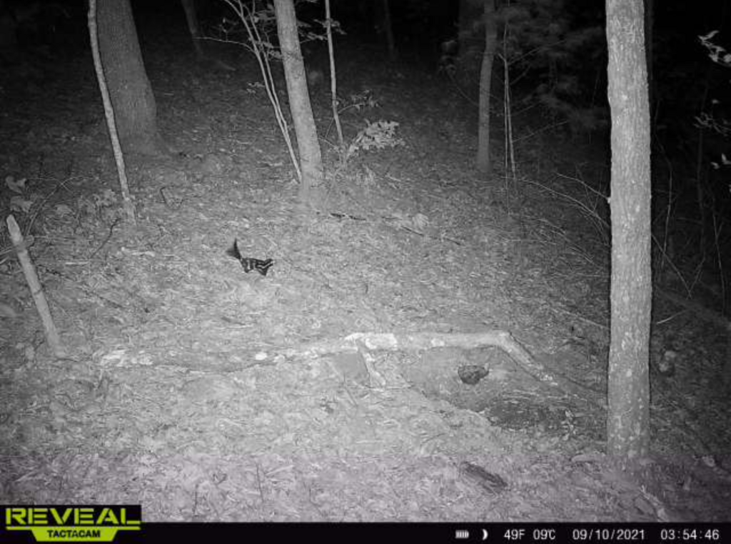 Eastern Spotted Skunk in September 2021 by Emily Ferrall. One ...