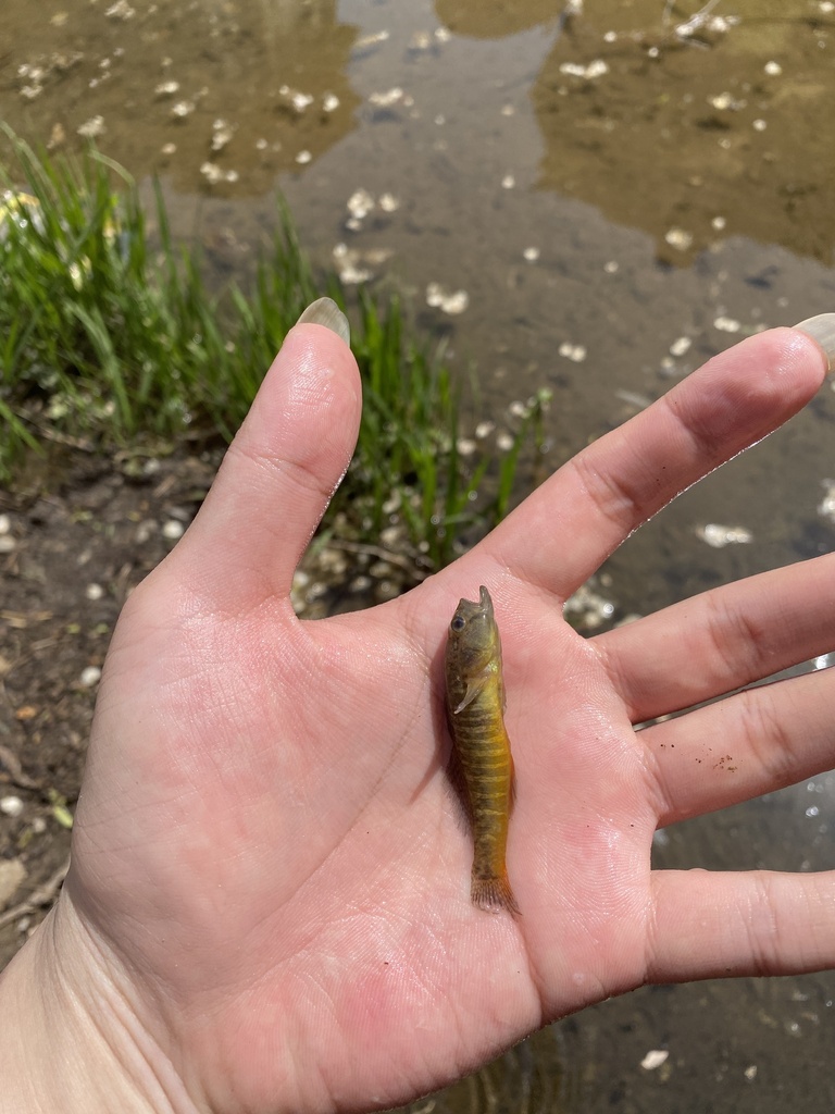 Micropercops cinctus from 东方时尚驾校, 北京市, CN on April 16, 2023 at 01:13 PM ...