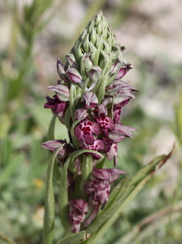Orchis fragrans (Orchidaceae La Rioja) · iNaturalist