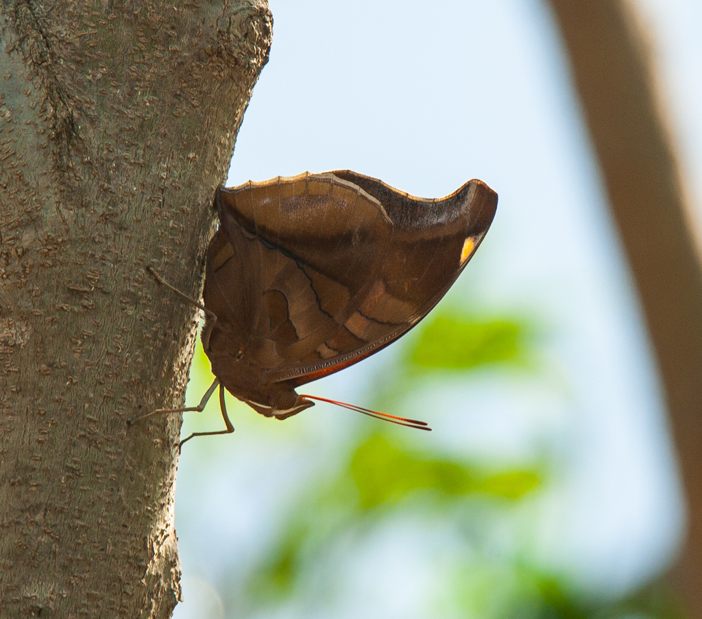 Orion Cecropian (Butterflies Of GTMO) · iNaturalist