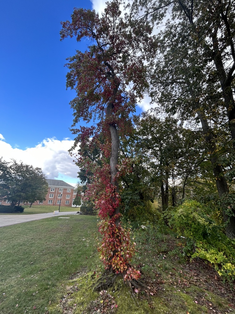 red maple from Rowan University, Glassboro, NJ, US on October 17, 2023 ...