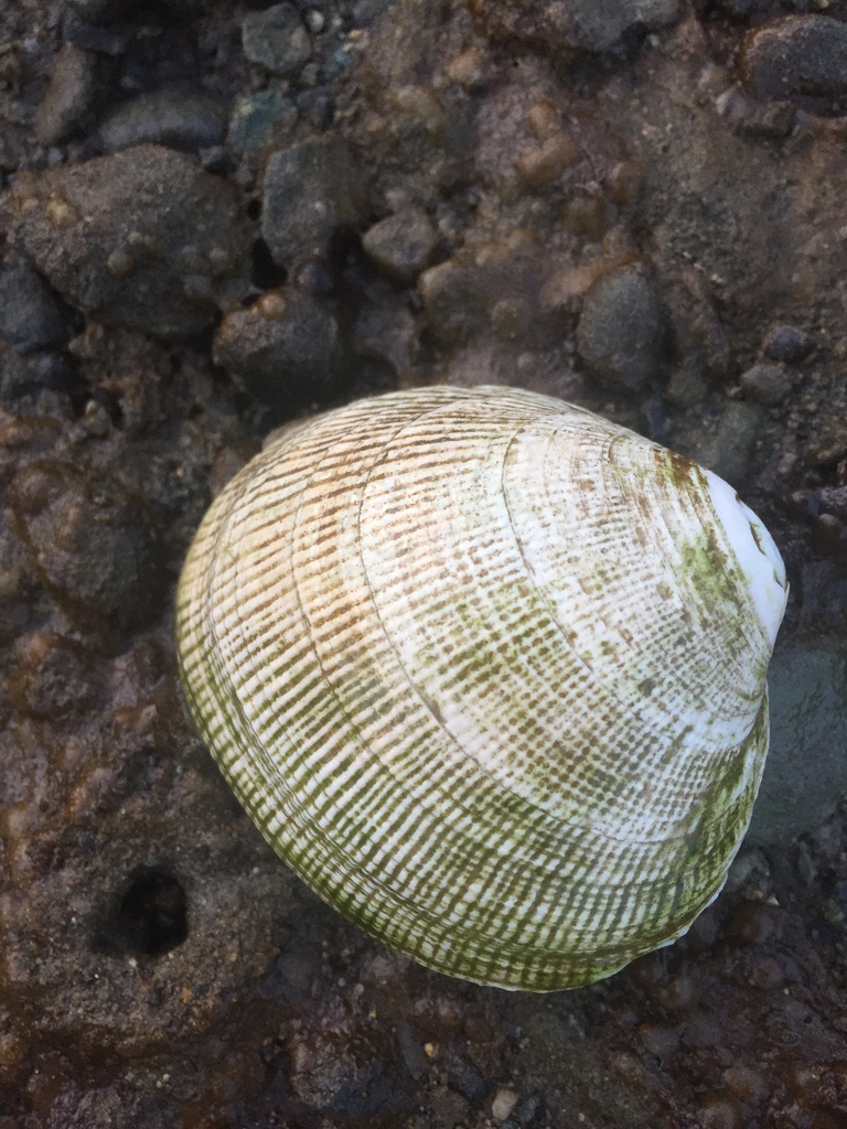 Pacific Littleneck Clam from Capital, CA-BC, CA on March 15, 2019 at 07 ...