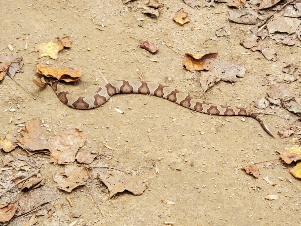 Eastern Copperhead from Lake Fairfax Park, Reston, VA, US on October 16 ...