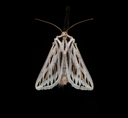 Dargida polygona · iNaturalist