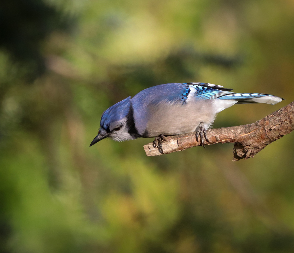 Blue Jay from Holmes Park, Lincoln, NE, US on October 17, 2023 at 08:58 ...
