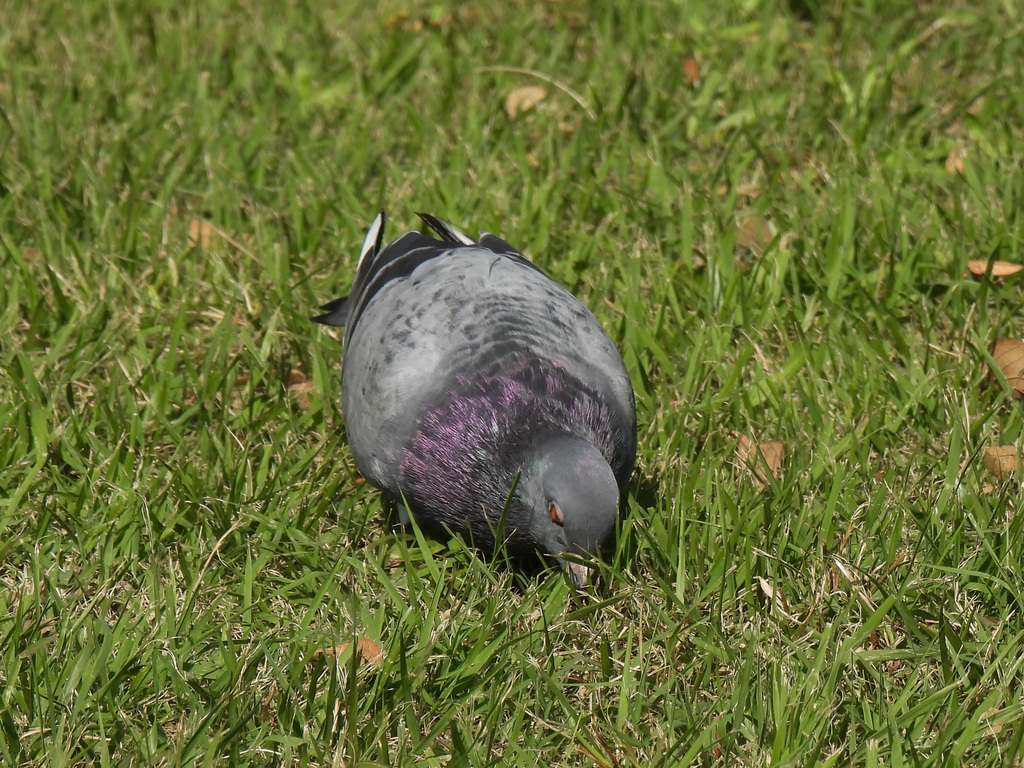 Feral Pigeon from Shinkawa, Mitaka, Tokyo 181-0004, Japan on October 18 ...