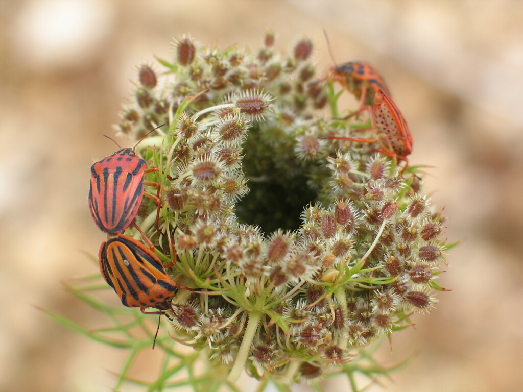 Semipunctated Shield Bug from 21318, Marušići, Croatia on August 11 ...