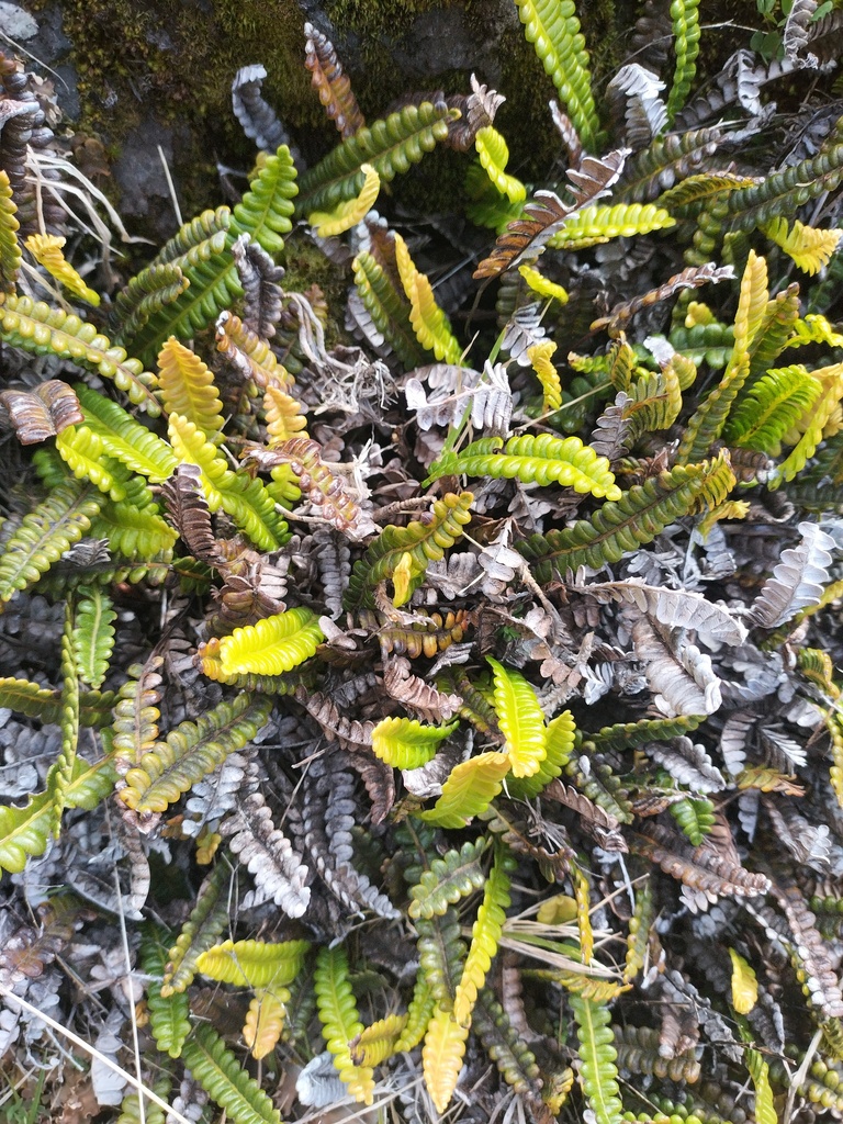 little hard fern from Tristan da Cunha, St Helena, Ascension and ...