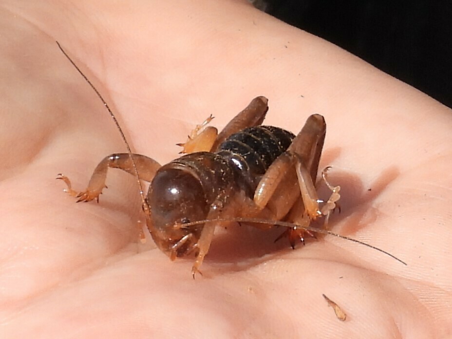 North American Jerusalem Crickets from Tennessee Valley, California ...