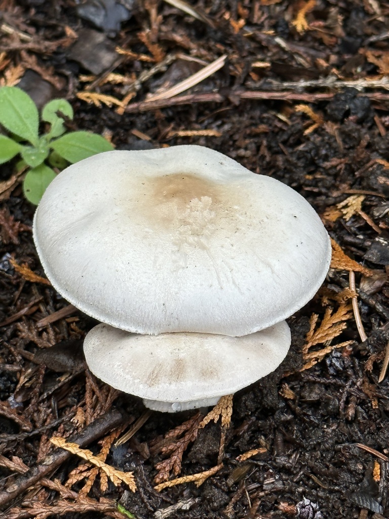 White Dapperling from Franklin Blvd, Eugene, OR, US on October 16, 2023 ...