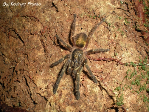 Emerald Skeleton Tarantula (Ephebopus uatuman) · iNaturalist