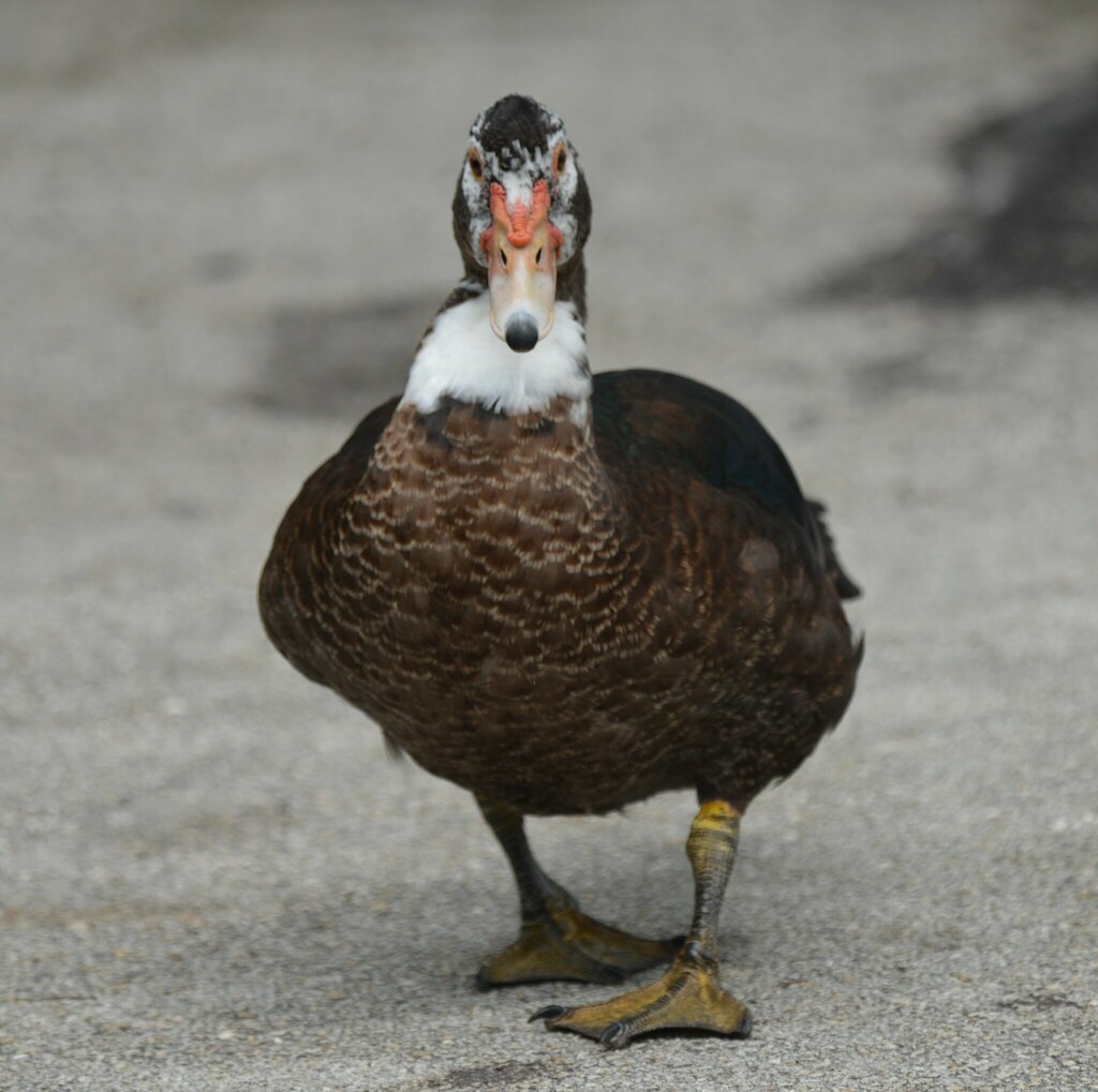 Domestic Muscovy Duck from Downtown Miami, Miami, FL, USA on September ...