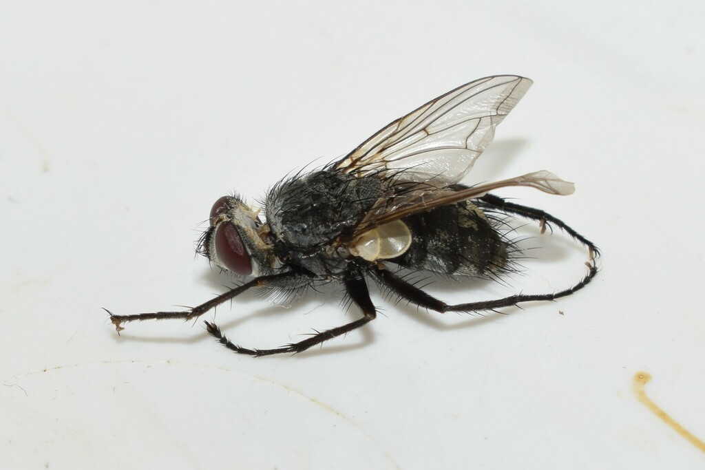Common Flesh Flies from North Aegean Region, Greece on May 23, 2023 by ...