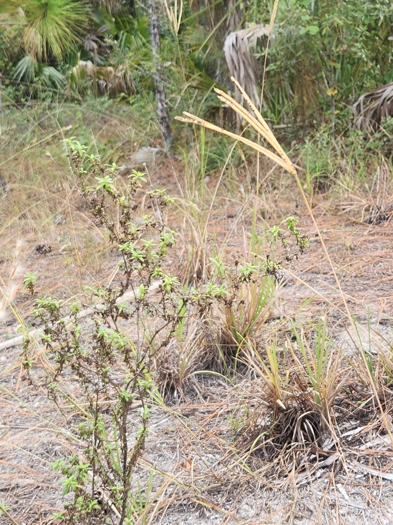 Pinewoods Fingergrass from St. Petersburg, FL 33702, USA on October 16 ...