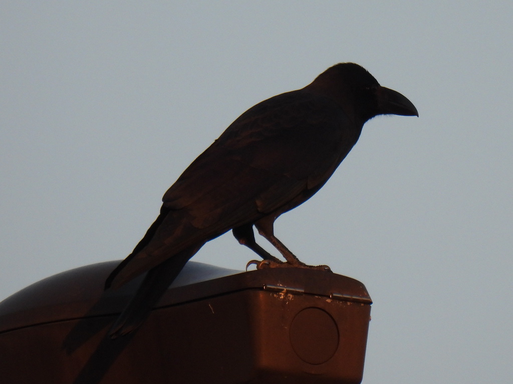 Japanese Crow from Osawa, Mitaka, Tokyo 181-0015, Japan on October 18 ...