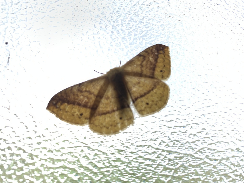 Eupterote from Rajmalai National Park, Valparai, TN, IN on October 16 ...