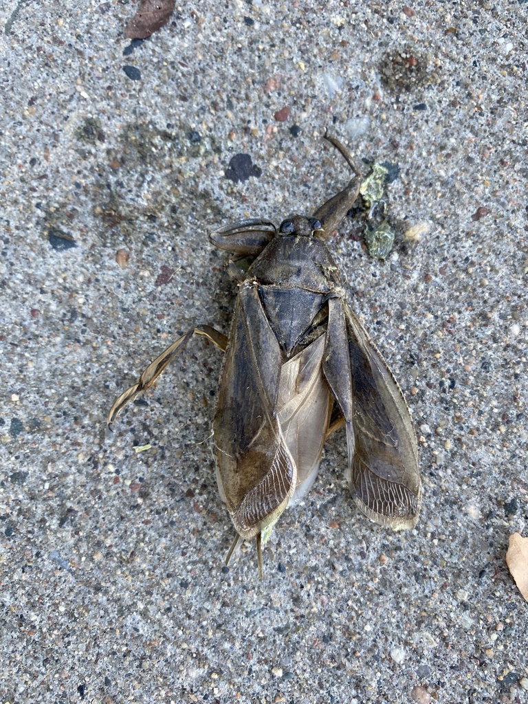 American Giant Water Bug from Saint Anthony Park, St Paul, MN, USA on ...