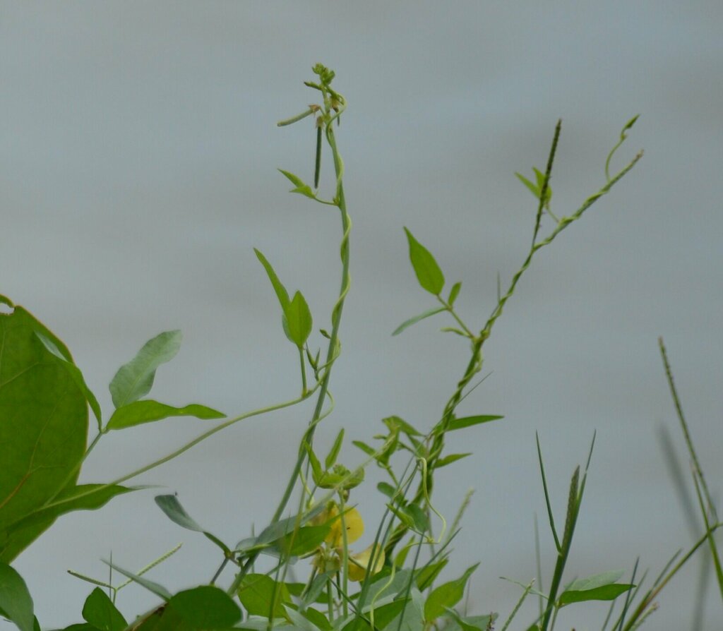 Wild Cowpea from Downtown Miami, Miami, FL, USA on September 23, 2023 ...