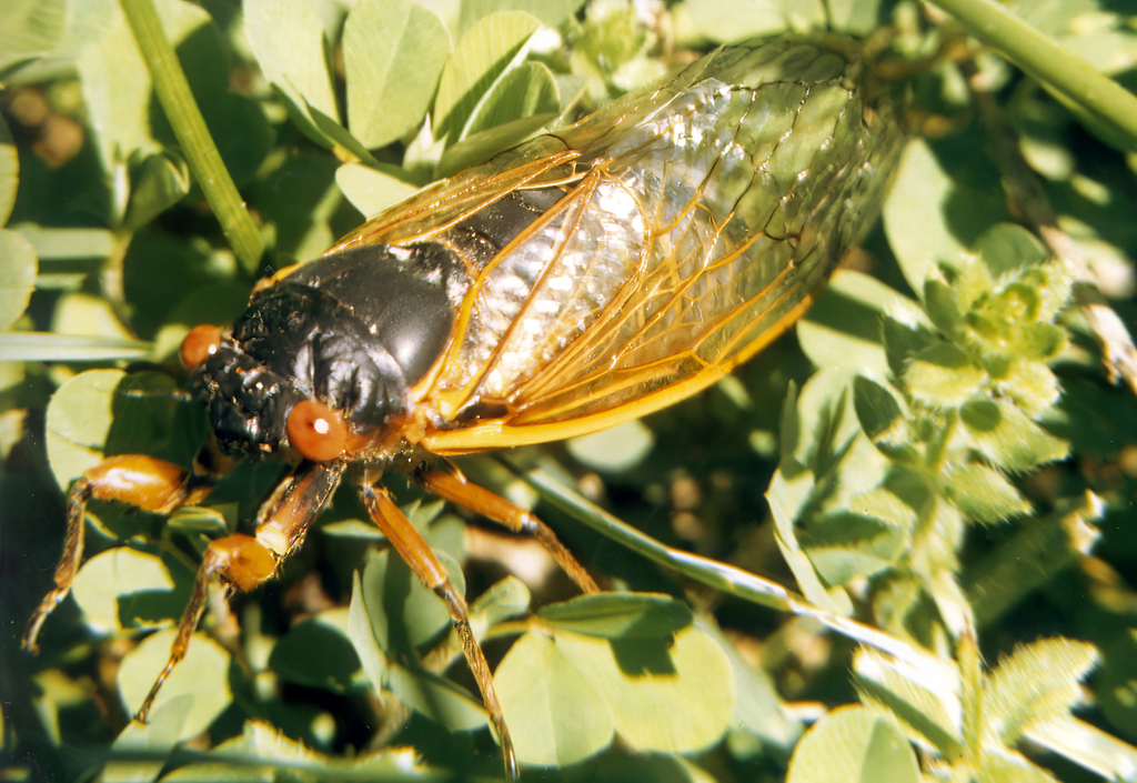 Pharaoh Cicada from Forest Crest, Garland, TX 75042, USA on July 25 ...